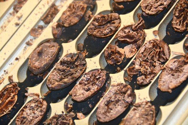 What Is a Cacao Cut Test & When Is it Useful? - Silva