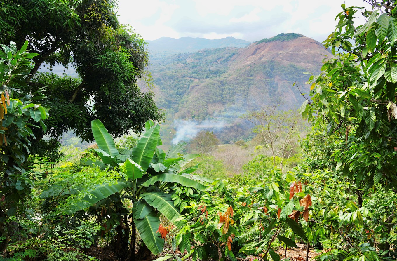 Peruvian Cacao Symphony | Unprecedented Flavour Diversity - Silva